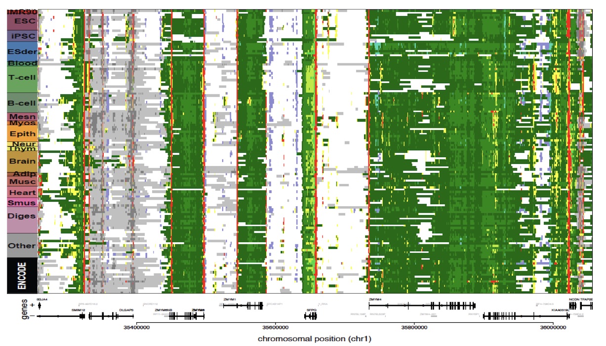 Chromatin state maps | meuleman.org